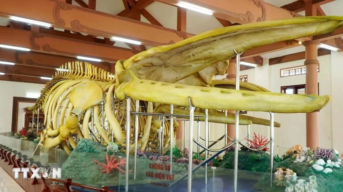 Cần có phương án khắc phục phần hư hỏng ở bộ xương Cá Ông Lăng Tân ở Lý ...