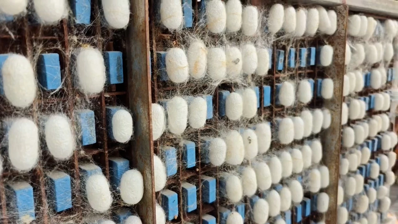 Silkworm farming in Tan Long - Báo Tuyên Quang điện tử