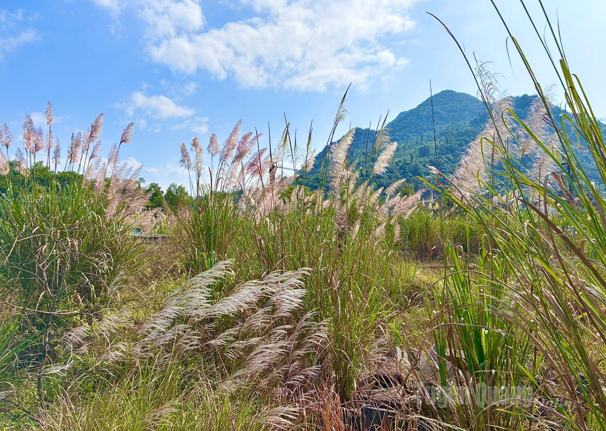 Reed flower season - Báo Tuyên Quang điện tử