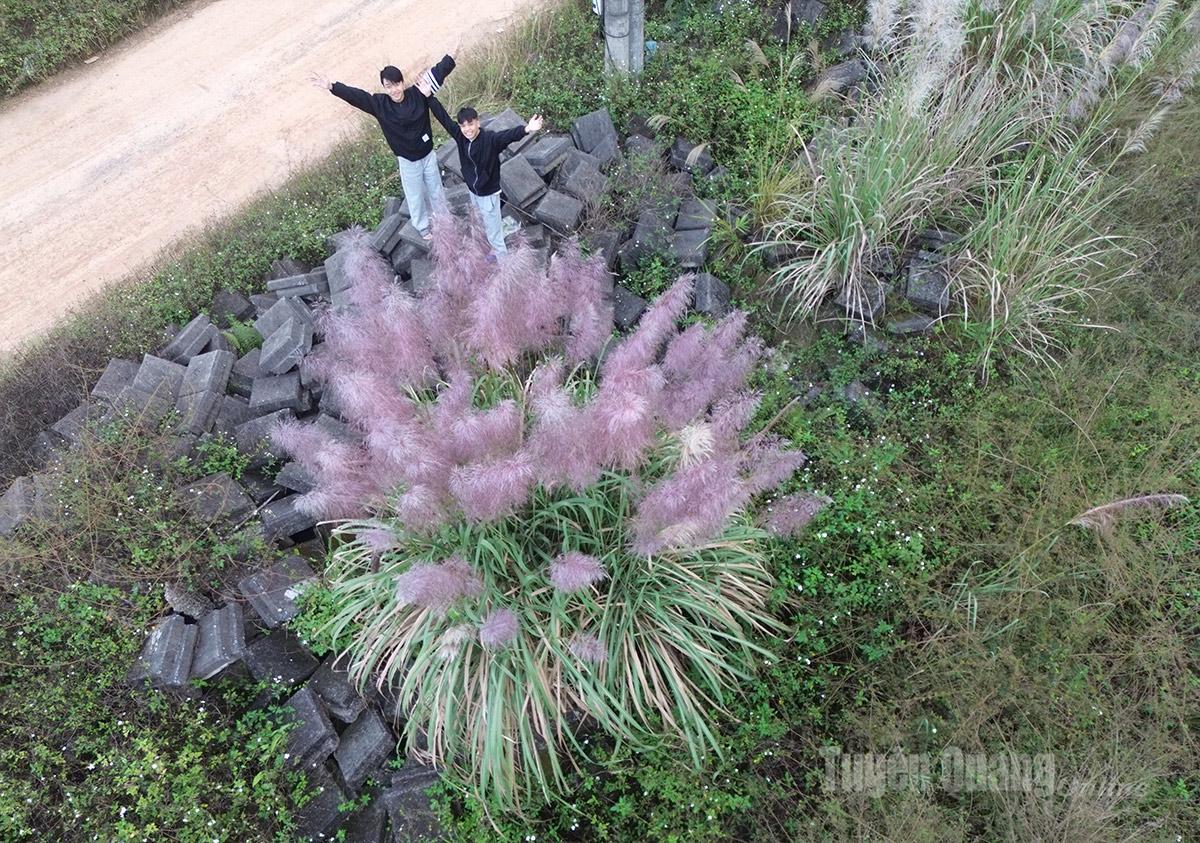 Reed flower season - Báo Tuyên Quang điện tử