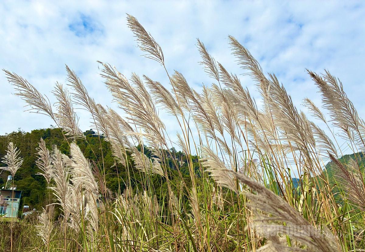 Reed flower season - Báo Tuyên Quang điện tử